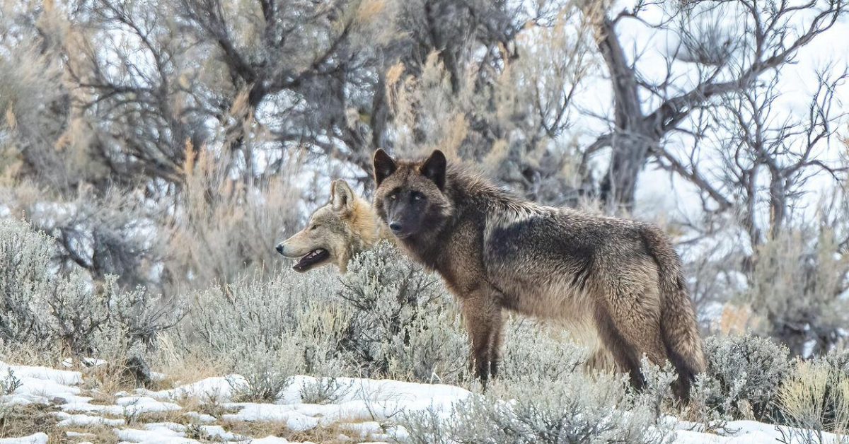 Wolf captured on camera near road in Colorado - Rocky Mountain Voice