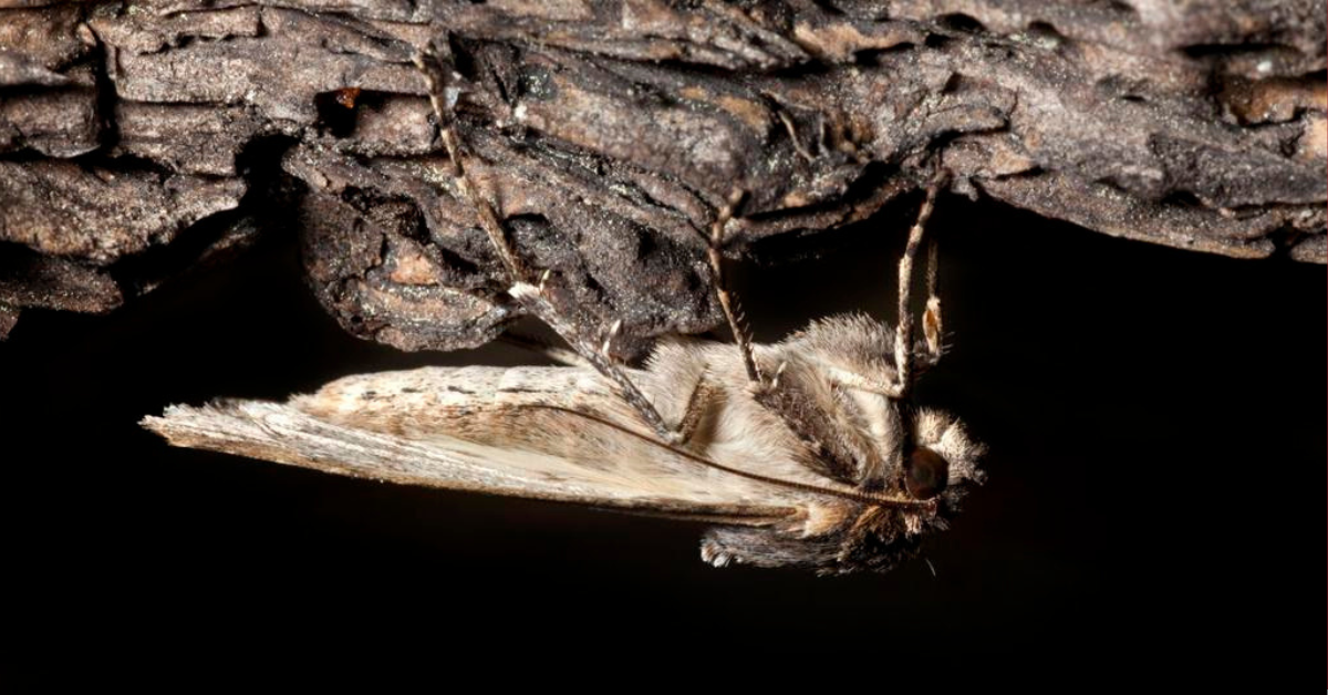 Here's when Miller moths will start to swarm in Colorado this year ...