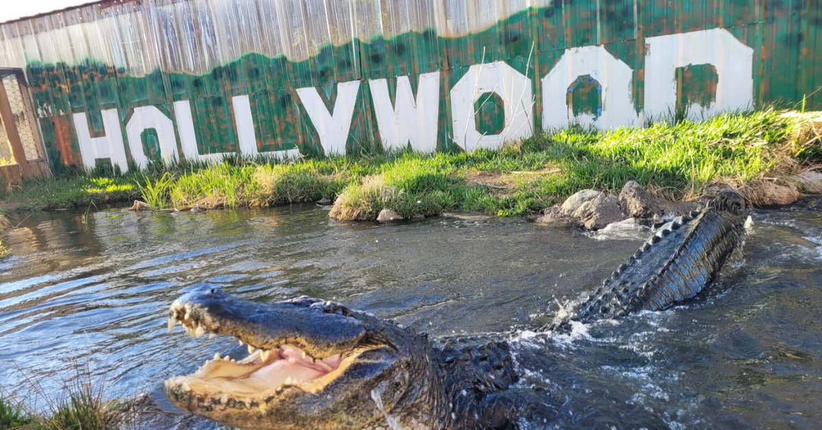 Did you know the alligator from ‘Happy Gilmore’ lives in Colorado ...