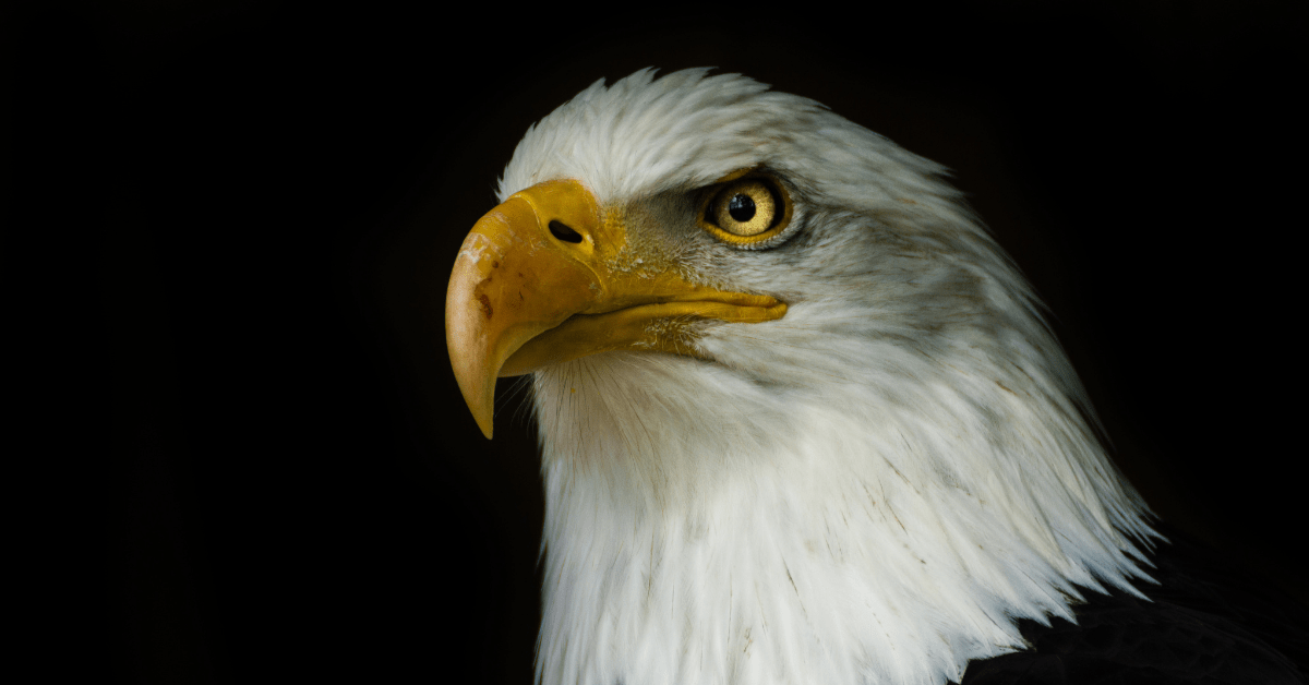 Bald eagle at Denver Zoo dies from medical complications - Rocky ...