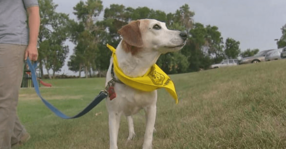 Wheat Ridge police partnering with dog walkers in effort to improve ...