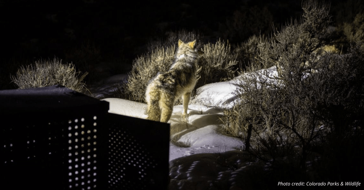 CPW has kept wolf parasites causing Hydatid disease, which can be ...
