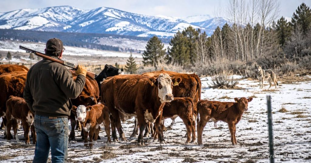 Colorado Ranch Hand Reportedly Shoots Wolf While Protecting Calves ...
